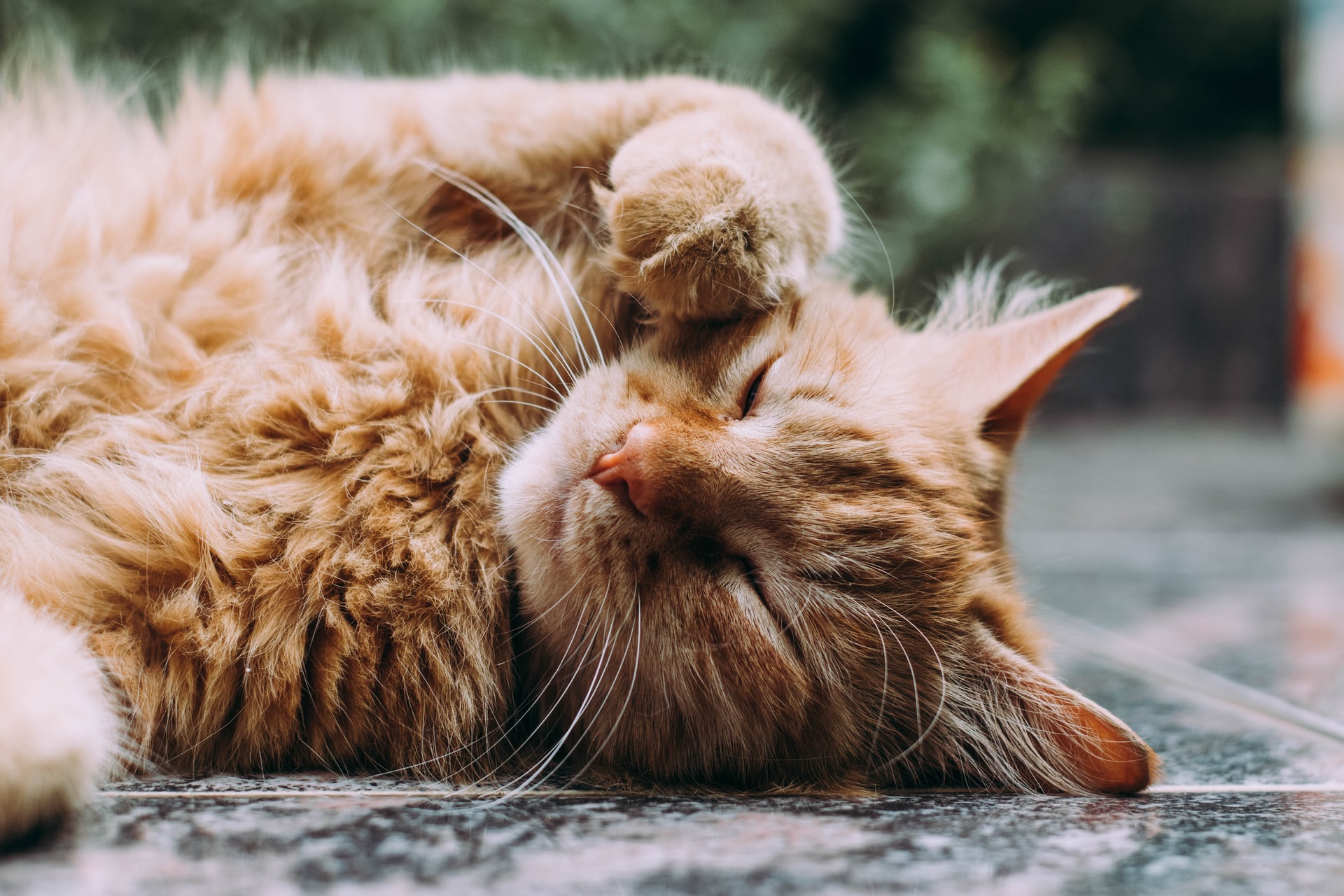 Vet Appointment in Cottonwood Heights, UT | Union Park Veterinary Hospital